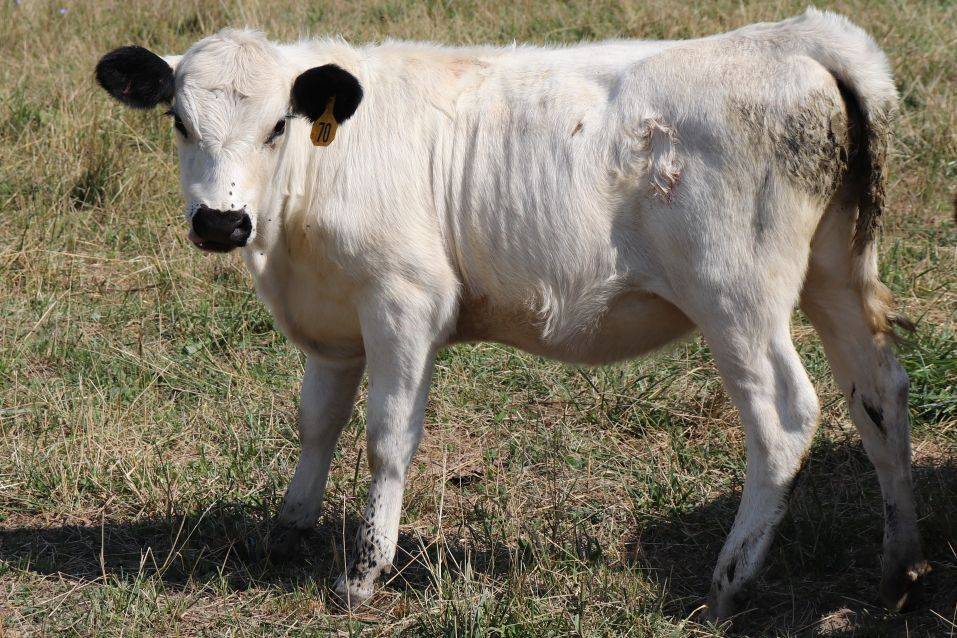 British White Park Cattle